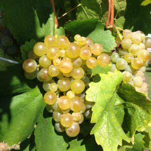 "No all’espansione": Coldiretti difende il Moscato Docg - AlessandriaNews